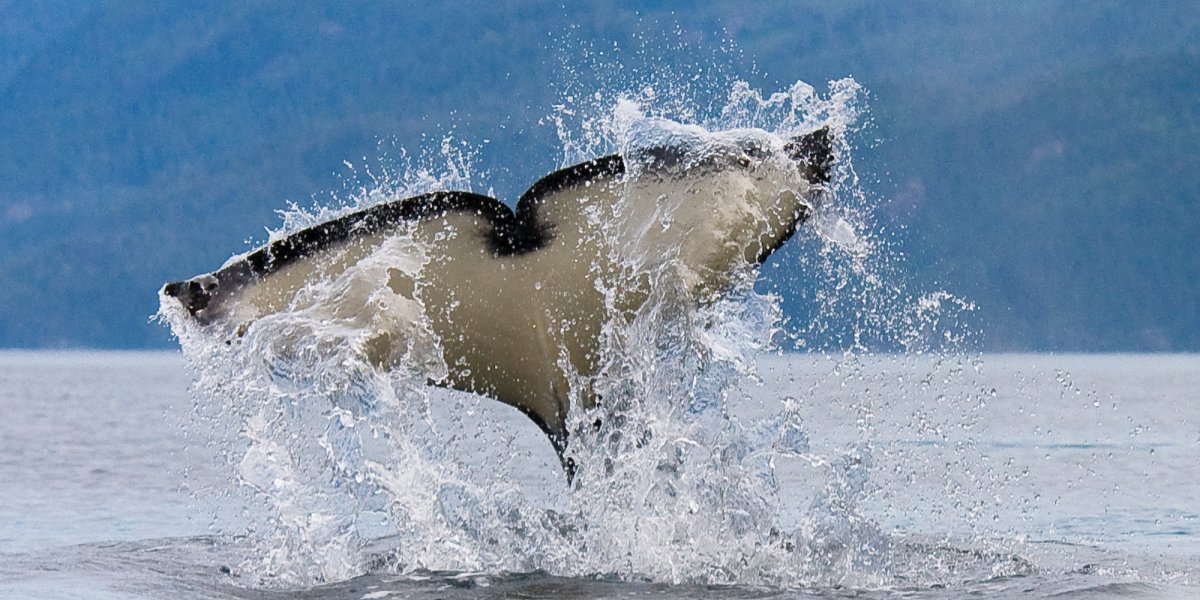 Kayaking with Orcas - British Columbia | Sea Kayak Adventures