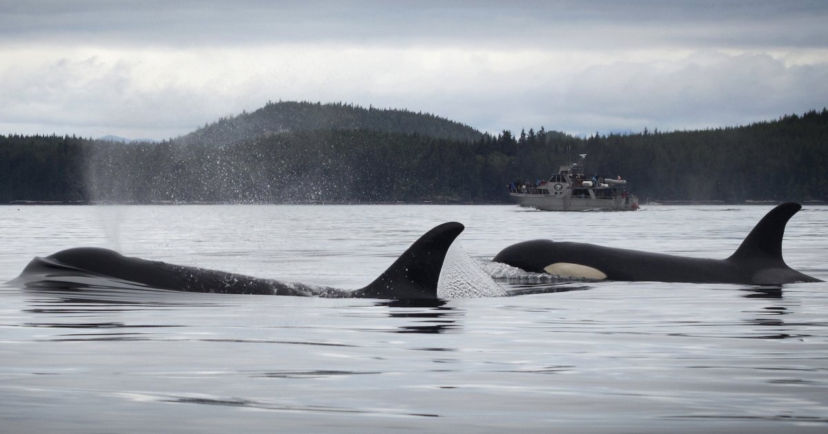 Top Places to Kayak for Whale and Wildlife Viewing | Sea Kayak Adventures