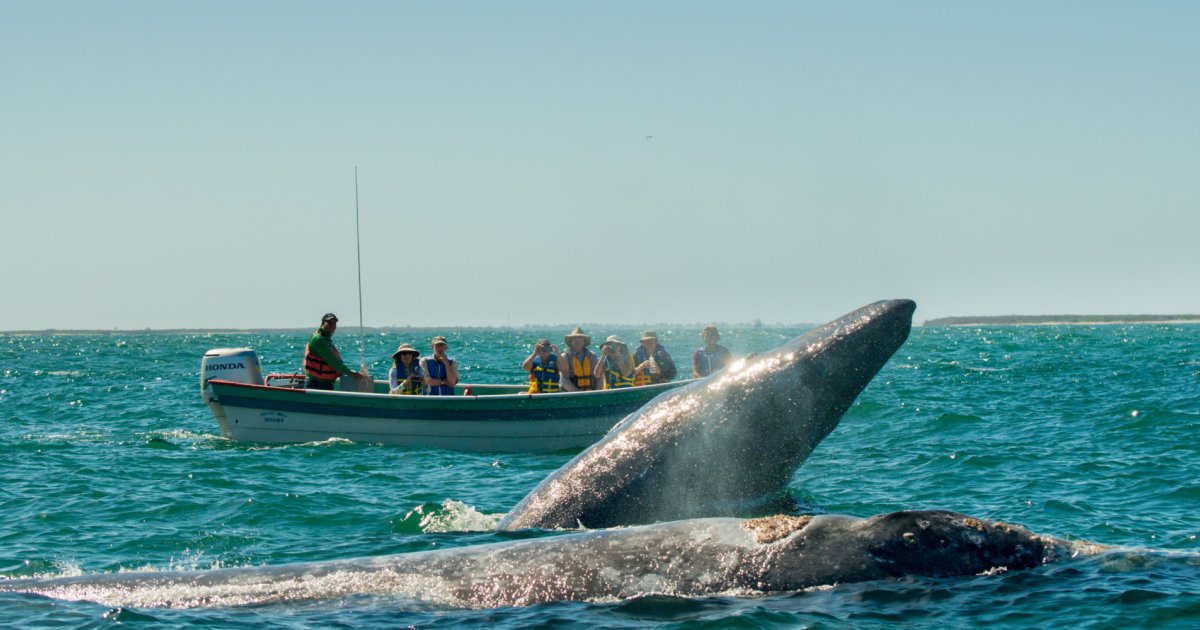 2026 Guide to Magdalena Bay Whale Watching | Baja Whale Watching | Sea ...