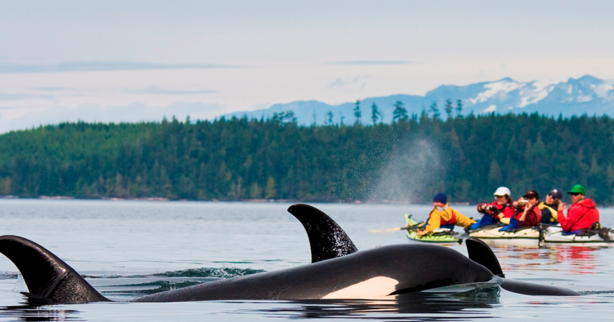 Blackfish: A Documentary | Sea Kayak Adventures