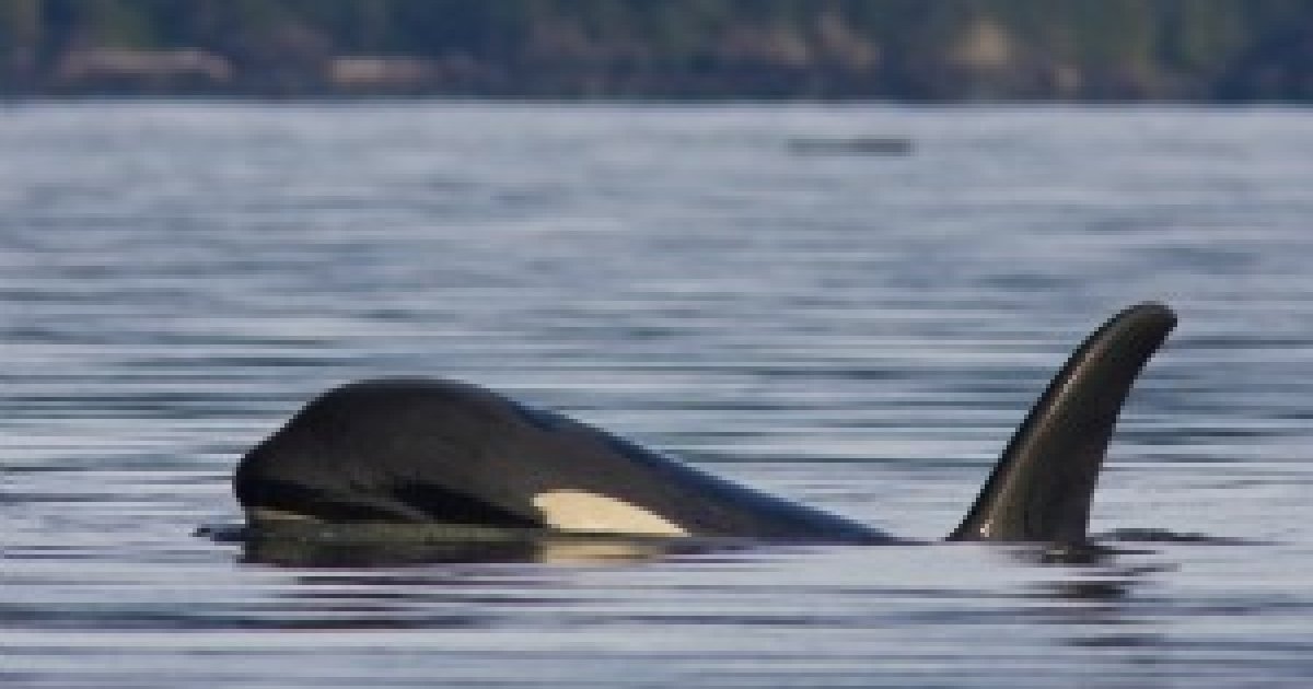 Orca Kayak Tour: 4- or 6-day Trip? | Sea Kayak Adventures