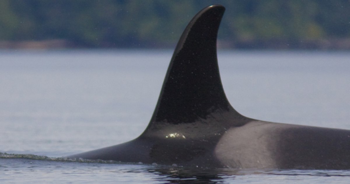 Save Orcas by Saving Salmon | Sea Kayak Adventures