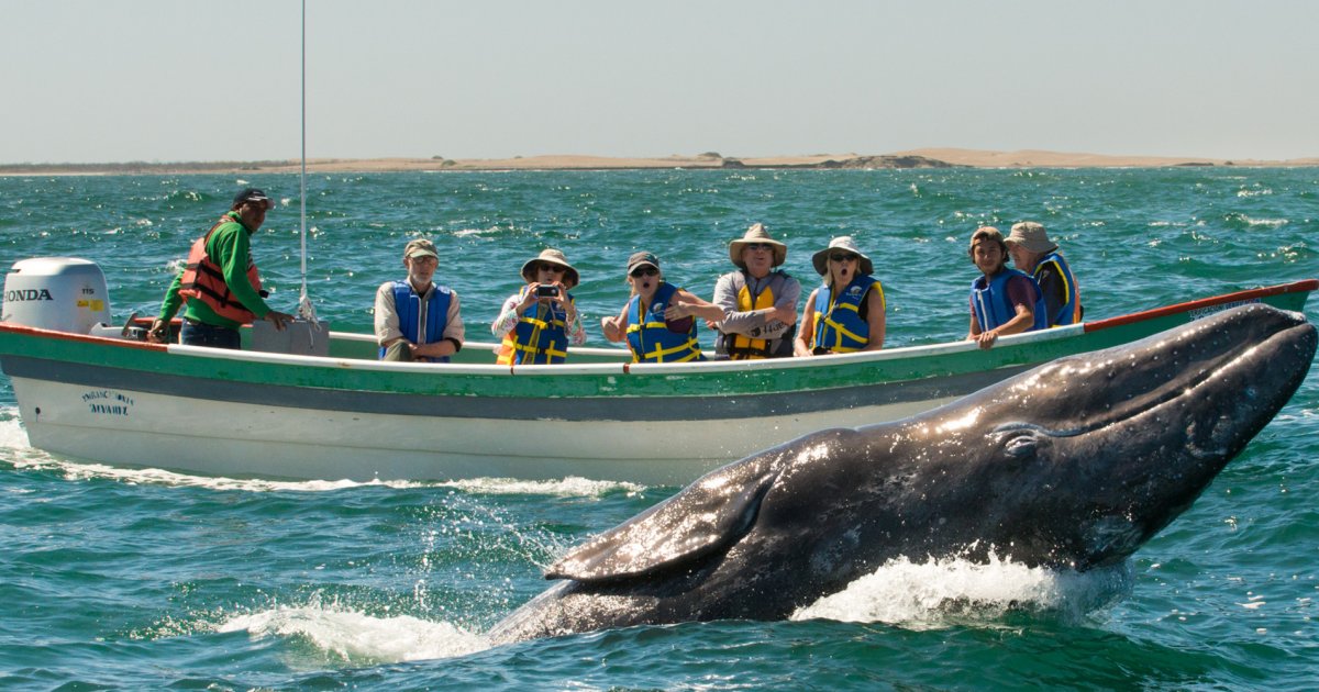 1 Day Whale Watching Tours Magdalena Bay | Sea Kayak Adventures