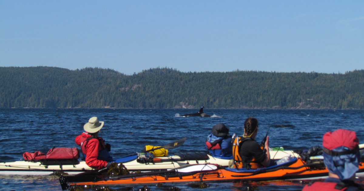 What it's Like to Kayak with Orcas | Sea Kayak Adventures
