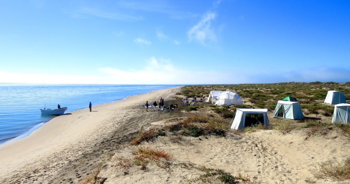 Baja Whale Watching - Magdalena Bay | Sea Kayak Adventures